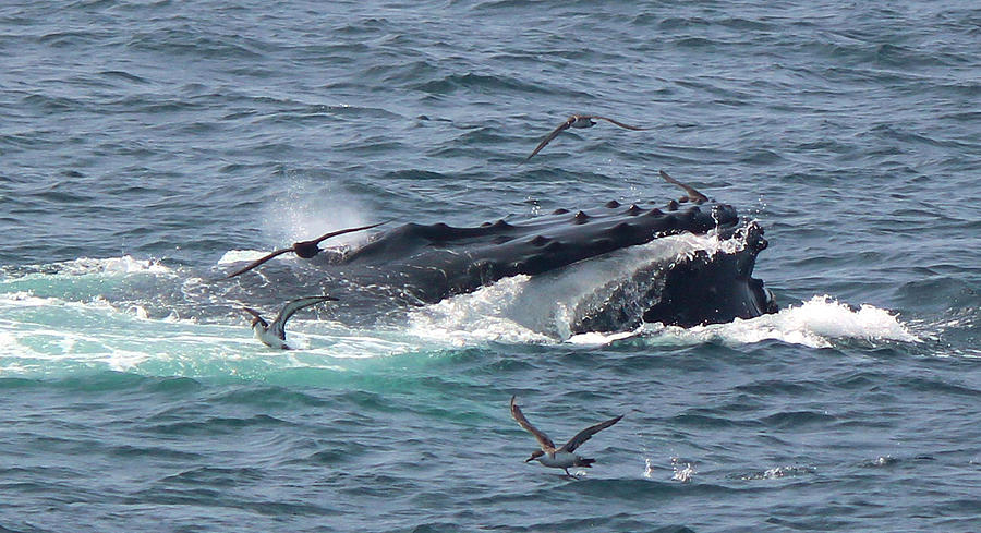 Humpback Whale Photograph by Catherine Simonson - Fine Art America