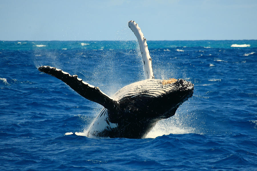 Humpy Photograph by David Granville - Fine Art America