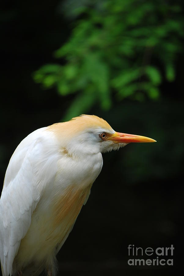 Hunch Back Photograph by Bob Sample - Fine Art America