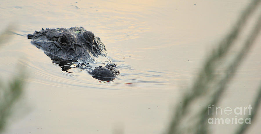 Hungry Alligator Photograph by Bob Sample - Pixels