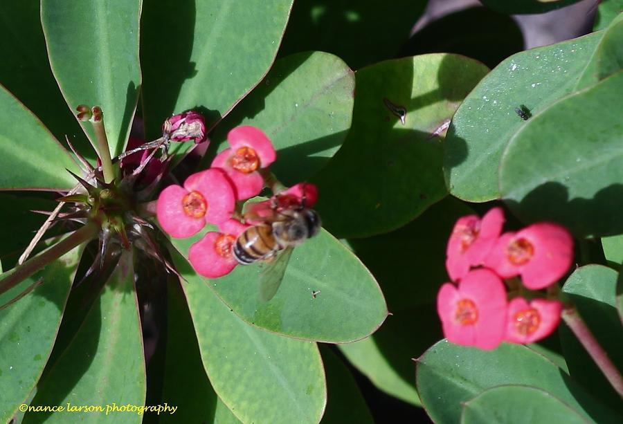 Hungry Bubble Bee Photograph by Nance Larson - Fine Art America