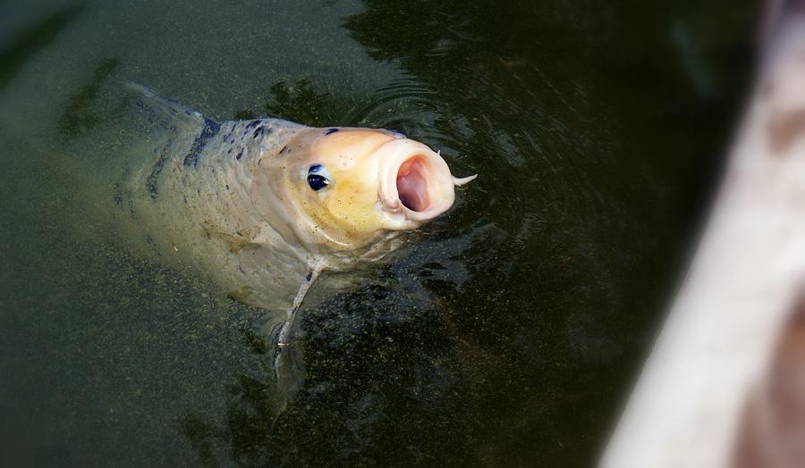 Hungry Fish Photograph by Mark Marotta - Pixels