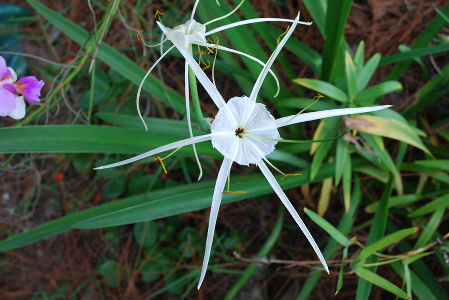 Hurricane Lilly Photograph by Robert Floyd - Fine Art America
