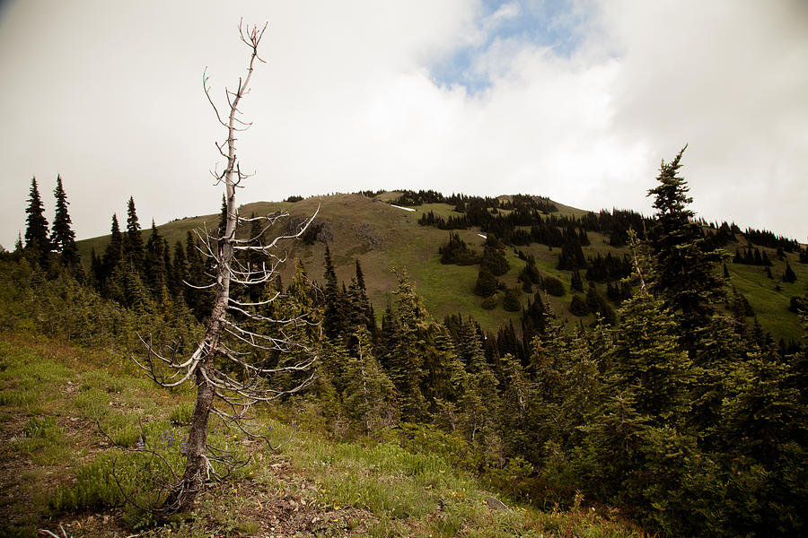 Hurricane Ridge Tree Photograph by Alicia Lockwood - Pixels