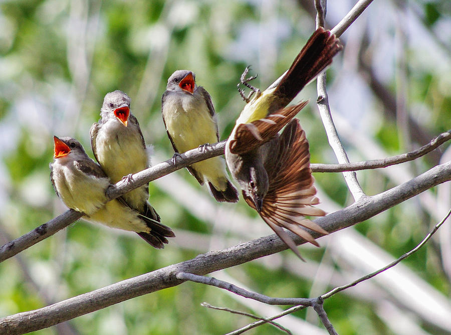 Hurry Back Photograph by Wayne Johnson - Fine Art America