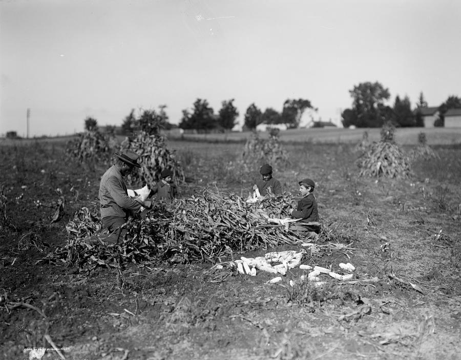 Husking Corn, C1905 Photograph by Granger - Fine Art America