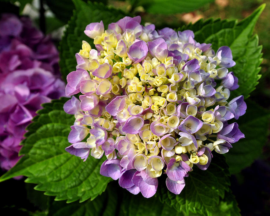 Hydrangea Bloom Photograph by Jane Shafer - Fine Art America