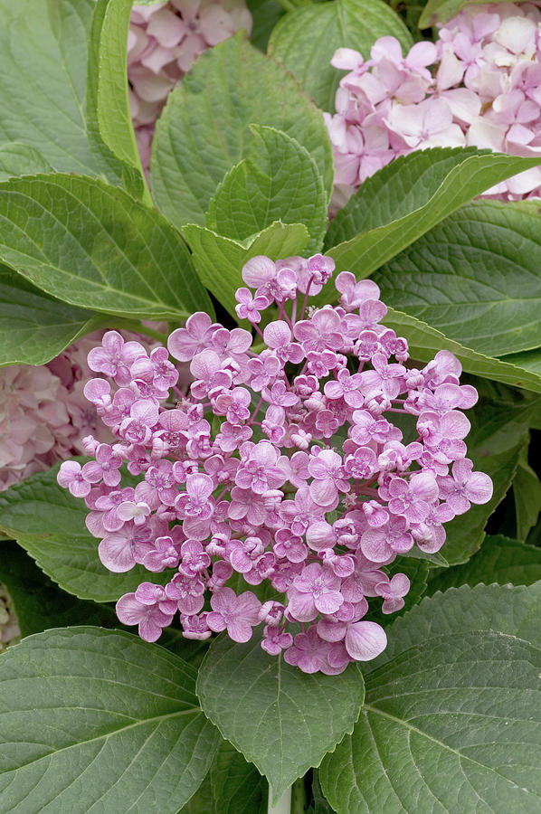 Hydrangea Macrophylla 'ayesha' Photograph by Brian Gadsby/science Photo ...