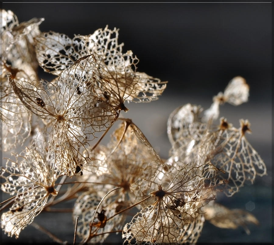 Hydrangea Photograph by Richard Macintyre - Fine Art America