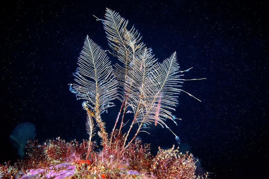 Hydrozoan Polyps Photograph by Alexander Semenov/science Photo Library ...
