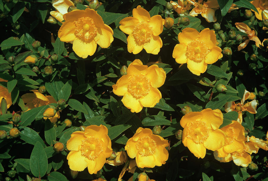 Hypericum Patulum 'hidcote' Photograph by Ann Pickford/science Photo ...