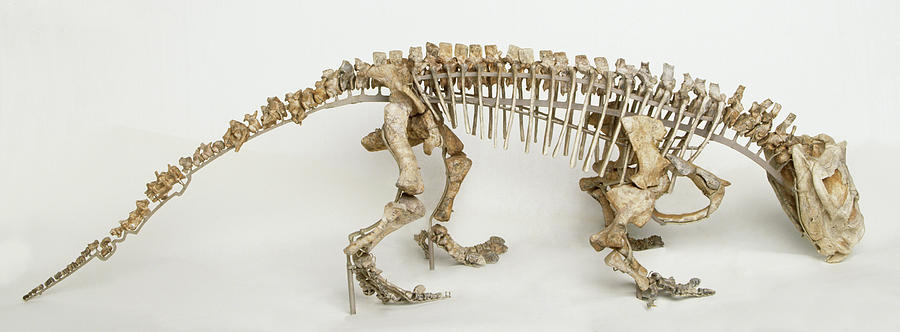 Hyperodapedon Skeleton Photograph by Dorling Kindersley/uig - Pixels
