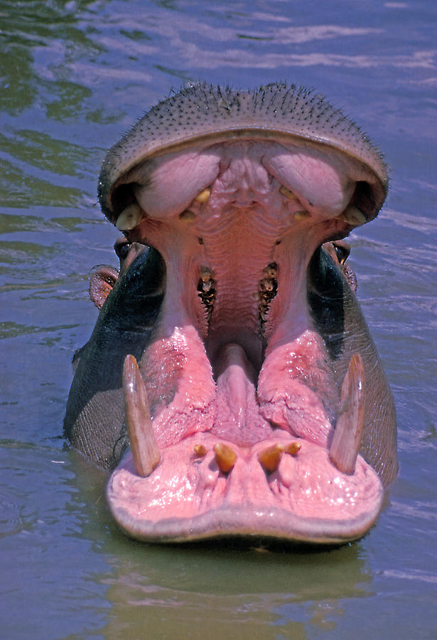 Hypo yawning Photograph by Dave Swanson - Fine Art America