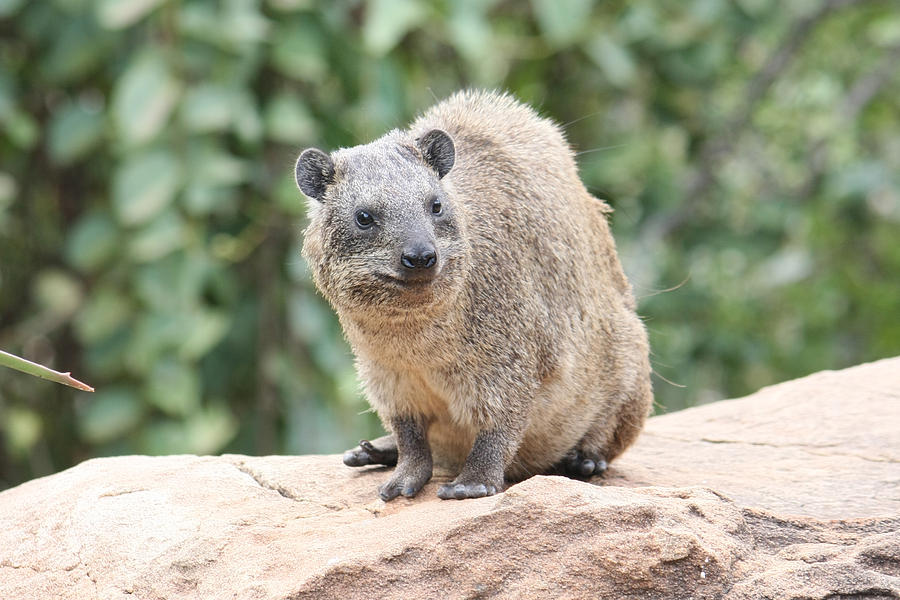 Hyrax on a Rock Photograph by Bob Parr - Fine Art America