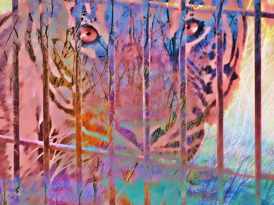 I Don't Belong Here Photograph by Devalyn Marshall - Fine Art America