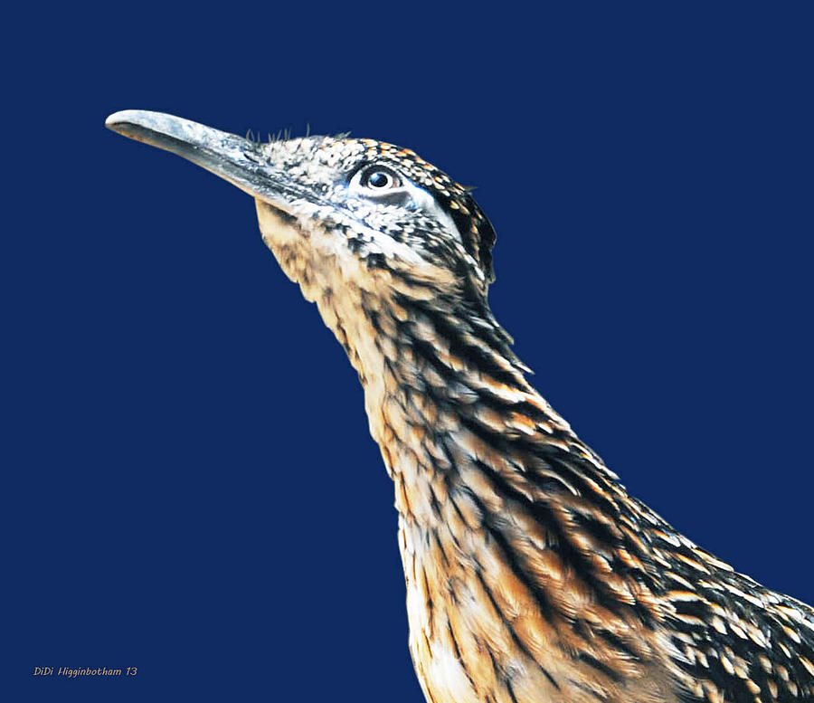 I Spy Photograph by DiDi Higginbotham - Fine Art America