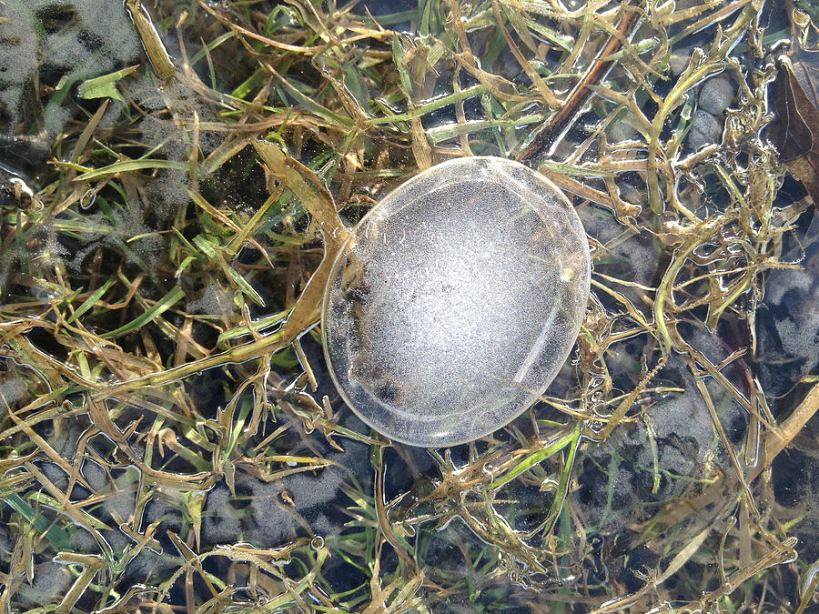 Ice Bubbles3 Photograph by Jonathan Baer - Fine Art America