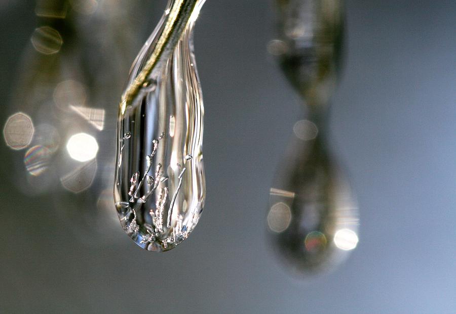 Ice Drops Photograph by Lisa Vaccaro | Fine Art America