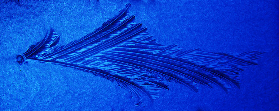 Ice Feather 3 Photograph by Guy Shultz - Pixels