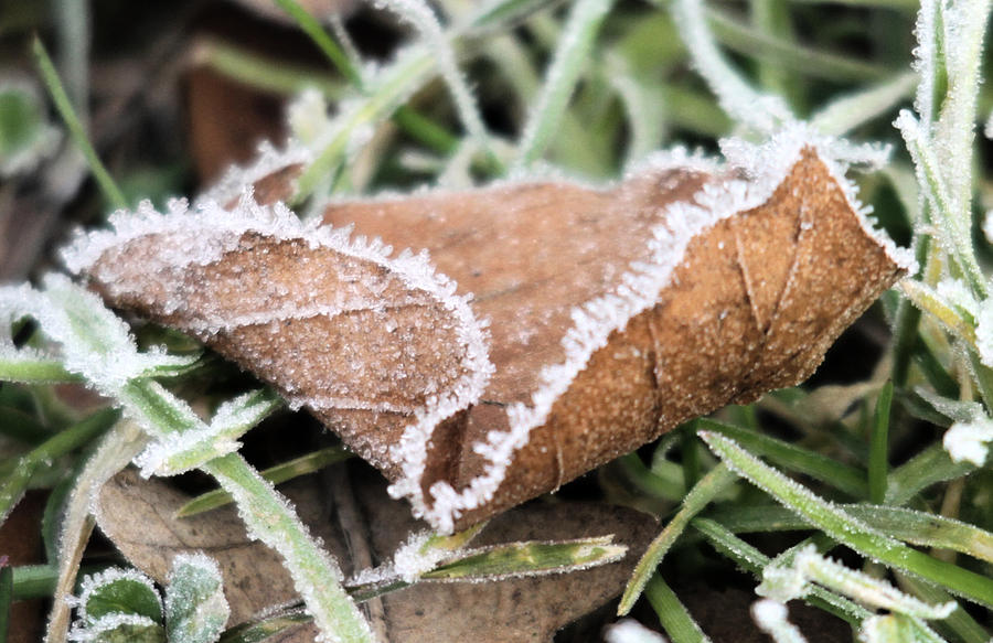 Ice Leaf Photograph by David Borrill - Fine Art America