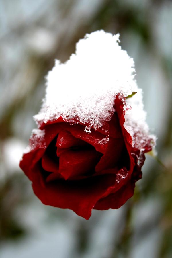 Ice Rose Photograph by Rachelle Ruby - Fine Art America