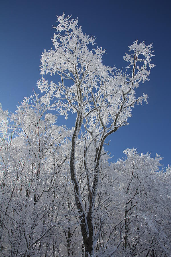 Ice Tree Photograph by Carolyn Postelwait - Fine Art America