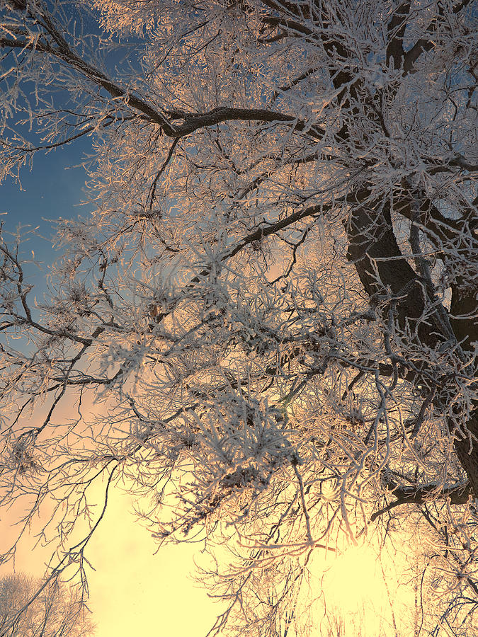Ice Tree Photograph by Jamie Hunter - Fine Art America