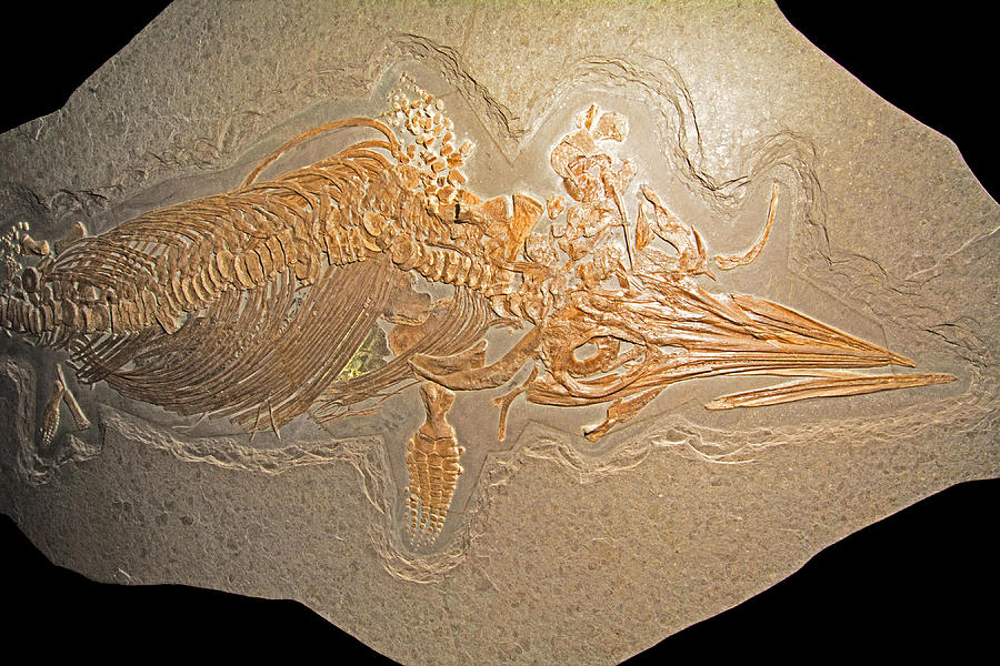 Ichthyosaur Photograph by Millard H. Sharp - Fine Art America