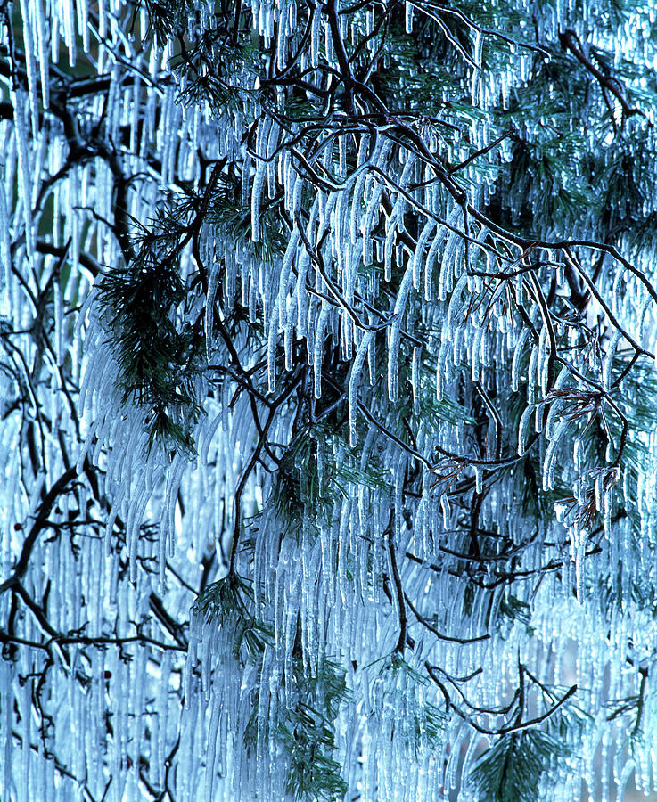 Icicles by Science Photo Library