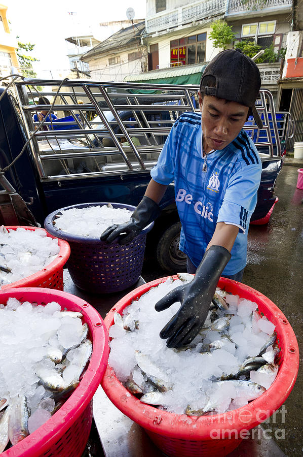 Icing Fish, Thailand Photograph by John Shaw - Fine Art America