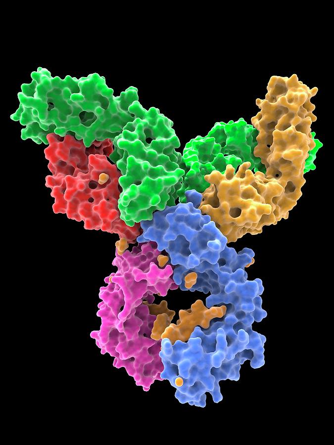 Igm Rheumatoid Factor With Igg1 Fc Photograph By Alfred Pasieka Science
