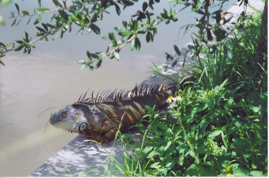 Iguana Photograph by Robert Floyd - Fine Art America