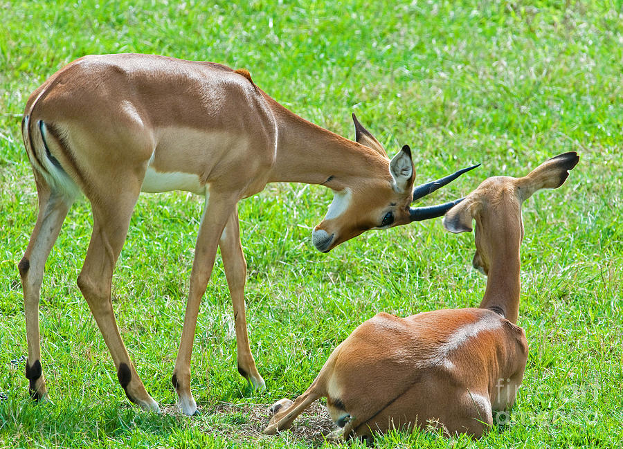 Impalas Photograph by Millard H. Sharp - Fine Art America