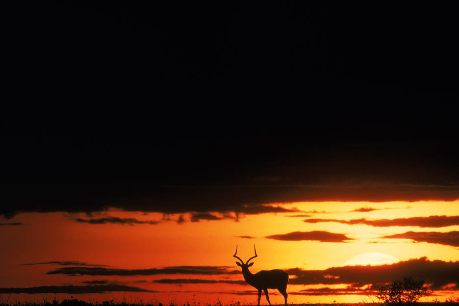 Impalas Photograph by Robert Caputo - Fine Art America