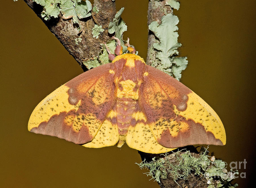 Imperial Moth by Millard H. Sharp