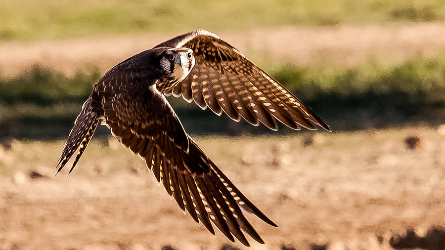 In-Flight Portrait Photograph by JP Du Plessis - Fine Art America