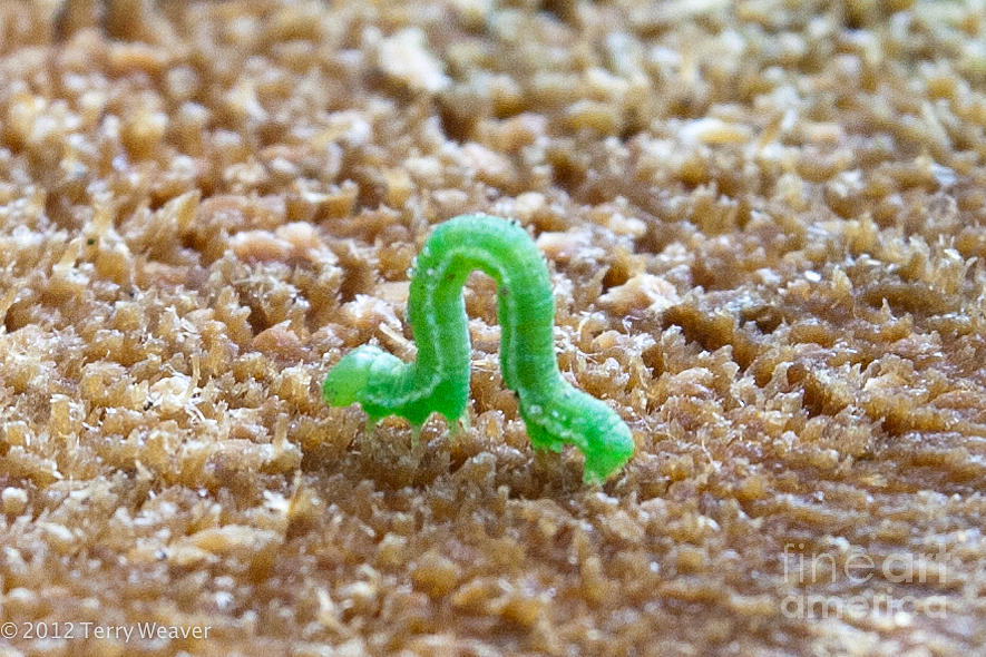 Inchworm Inchworm Photograph by Terry Weaver - Fine Art America