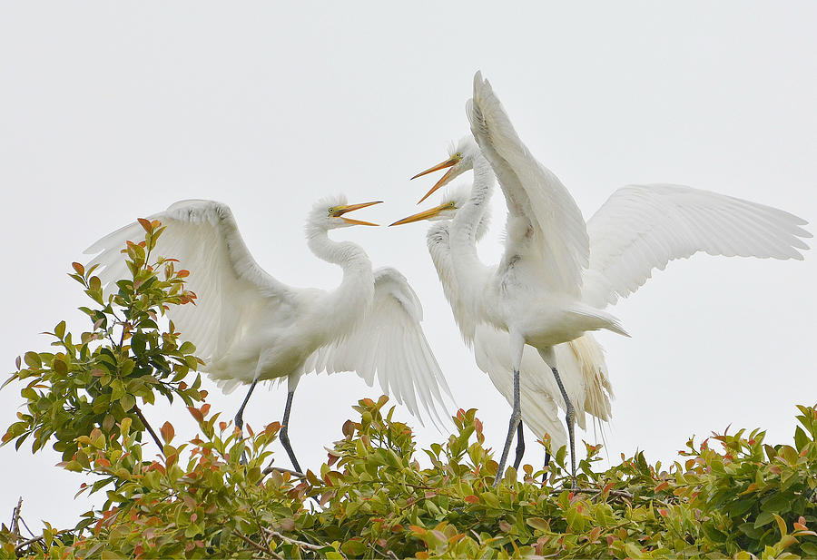 Inconsequential Differences Photograph by Fraida Gutovich | Fine Art ...