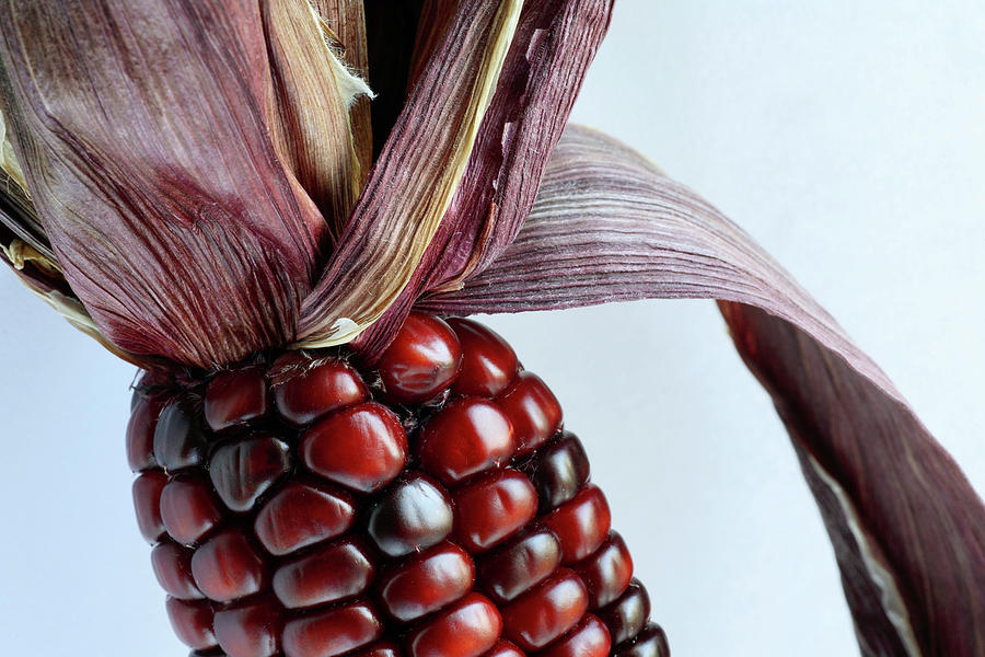 Indian Corn by Science Photo Library