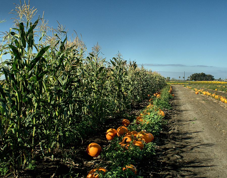 Indian Corn Row Photograph by Michael Gordon - Pixels