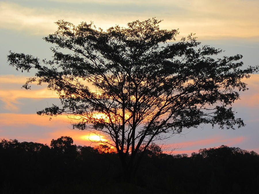 Indigenous Veld Tree Digital Art by MSB Lane - Fine Art America