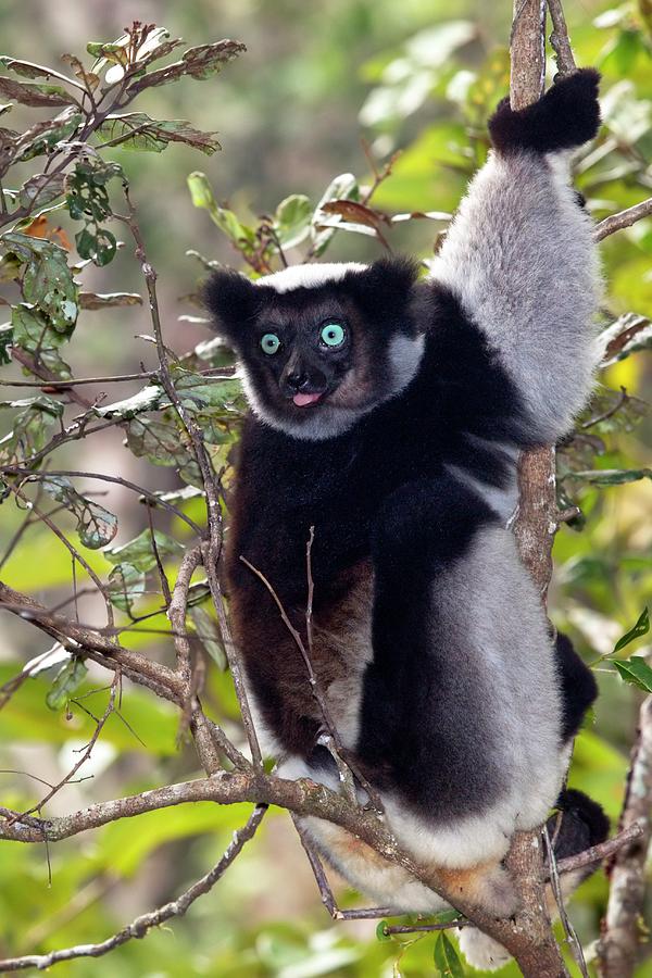 Indri by Science Photo Library