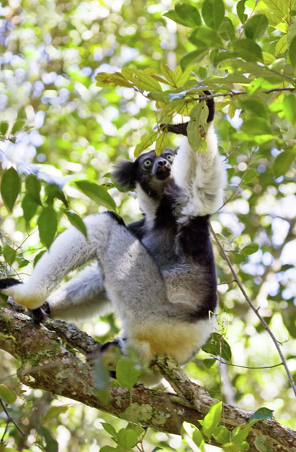 Indri Photograph by John Devries/science Photo Library - Fine Art America