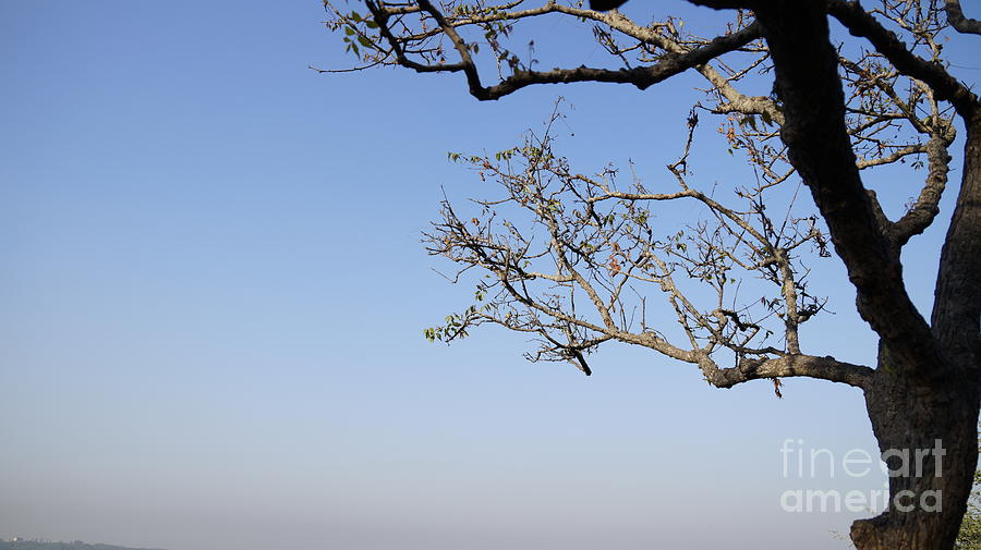 Infinity Tree Photograph by Amol Dixit - Fine Art America