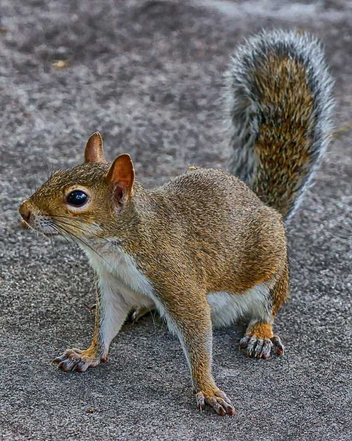 Inquisitive Squirrel Photograph by Dan Dennison - Pixels