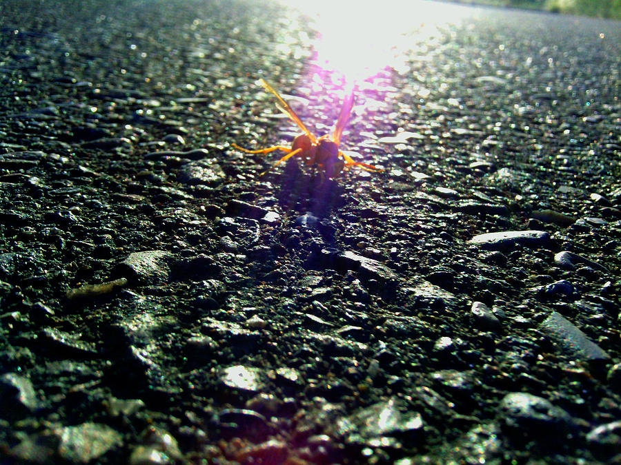 Insect View Photograph by William Wright - Fine Art America