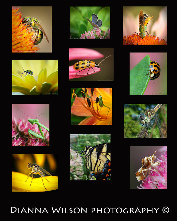 Insects Collage Photograph by Dianna Wilson - Pixels