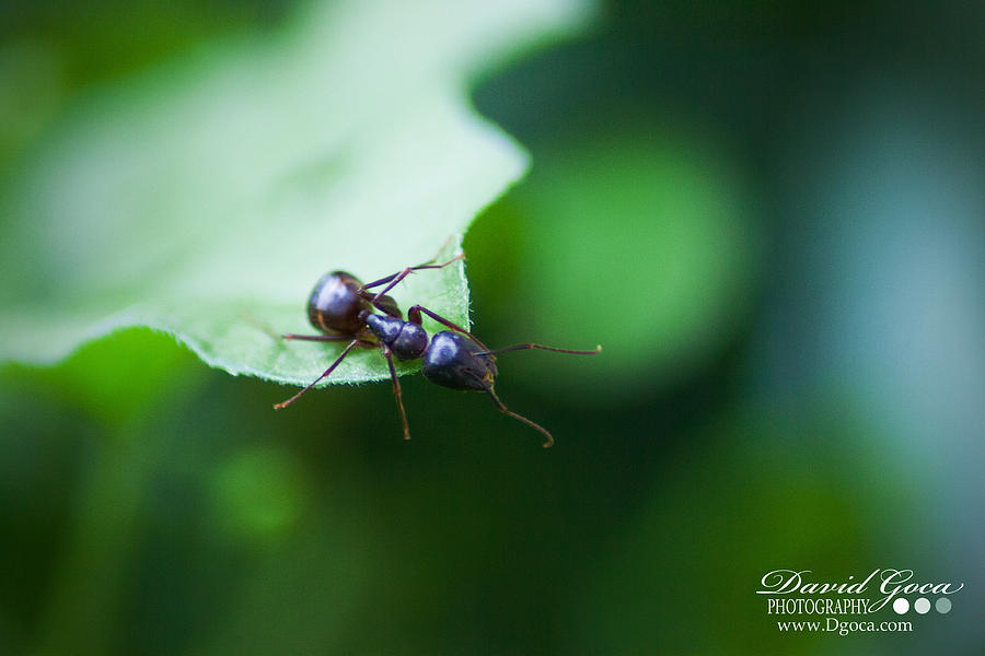 Inserch Photograph by David Goca - Fine Art America