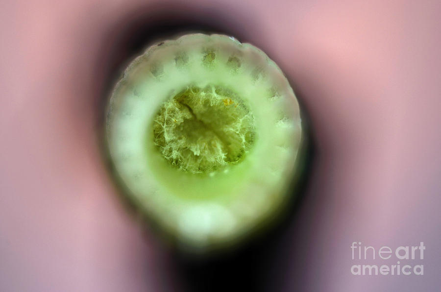 Inside the Stem Pyrography by Jonathon Sitton - Fine Art America