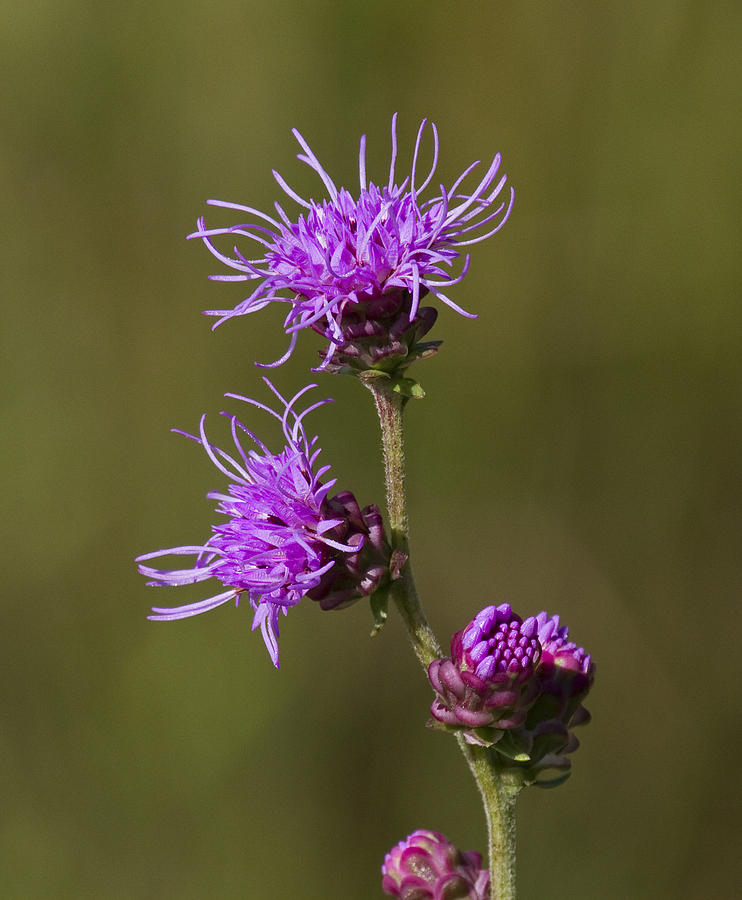 081410 Photograph by Eric Mace - Fine Art America